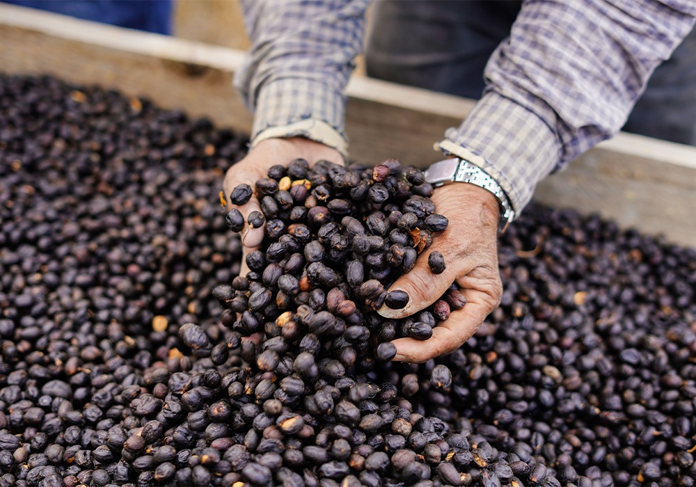 Pact Coffee Raises Minimum Payment to Farmers | News By Wire