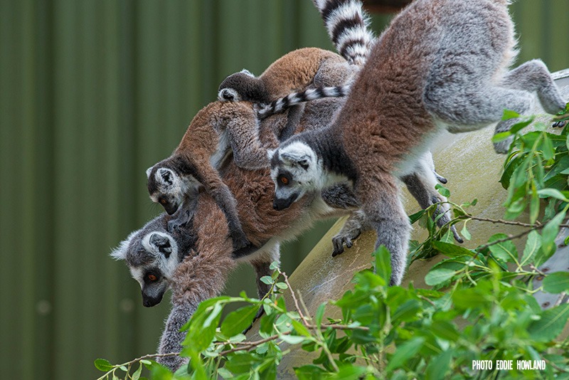 Knockhatch Adventure Park Celebrates Grand Opening of Ring-tailed Lemur ...