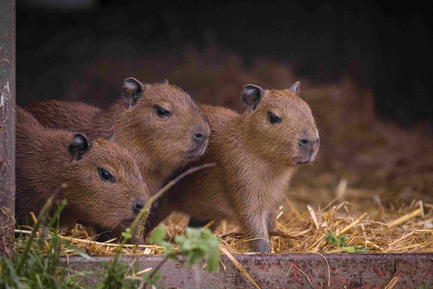 Capy Cuteness Alert: Nat and Graham Welcome Four Adorable Pups! | News ...