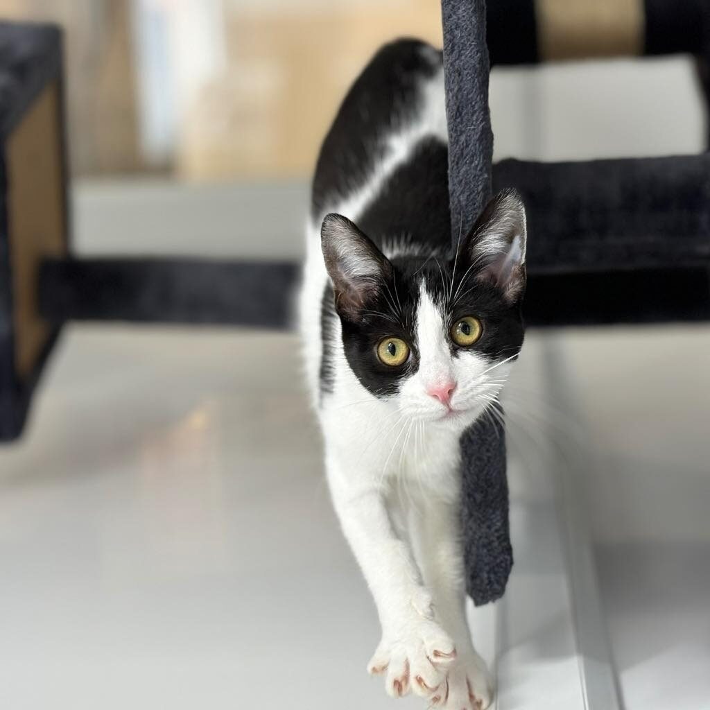 RSPCA Coventry and District Branch receives over £250,000 to redevelop ...