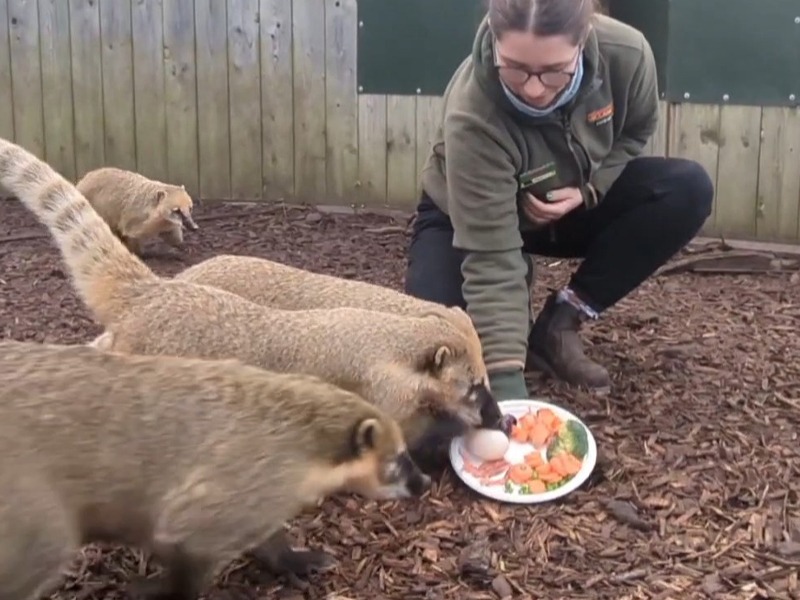 Coatis enjoy early festive dinner | News By Wire