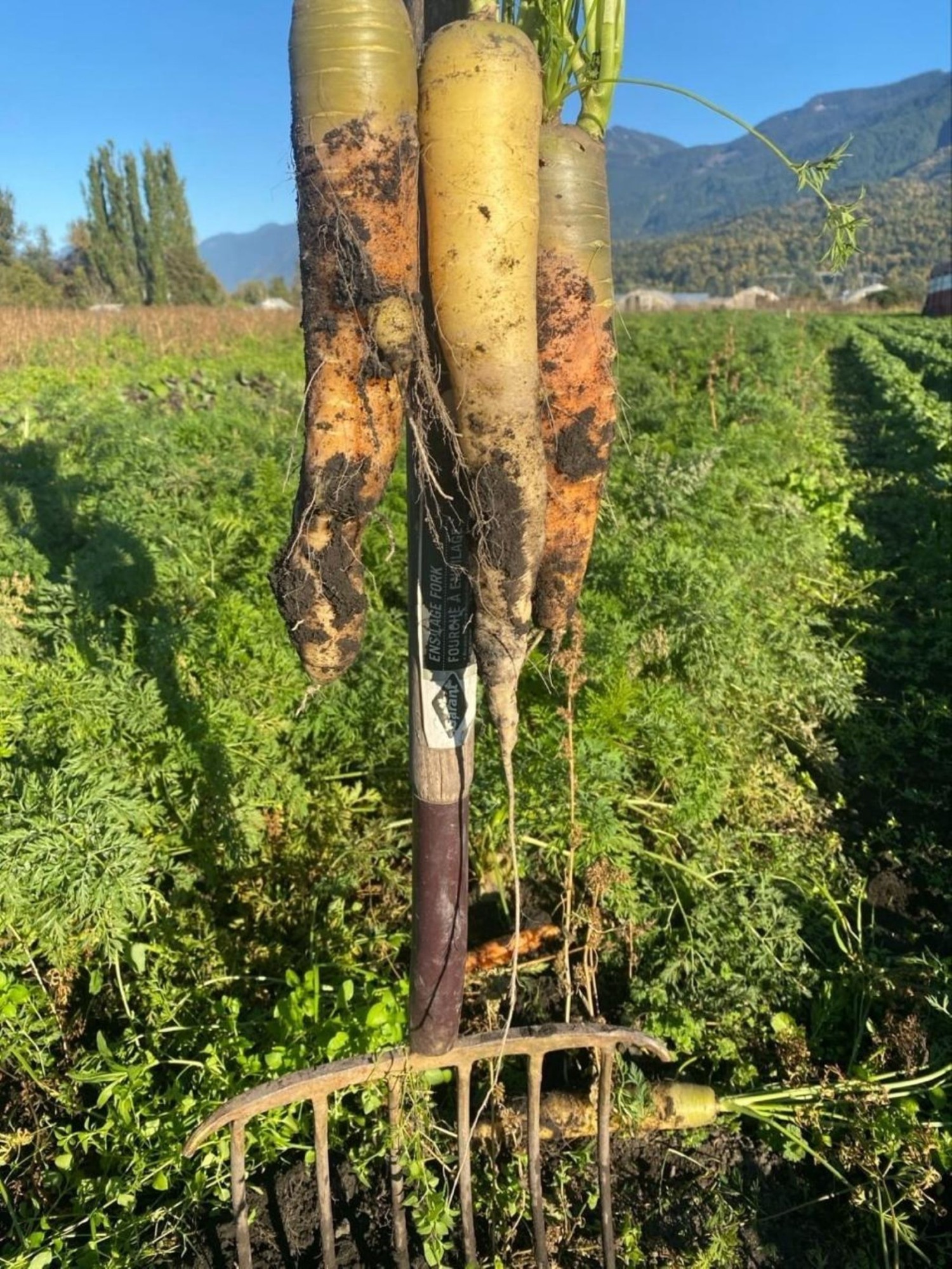 Biodynamic Farming Enters Its Second Century: Celebrating Soil, Spirit ...