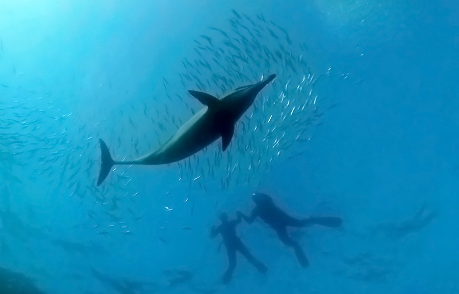 Sardine Run 2026: Oceans Africa Invites UK and European Divers to ...