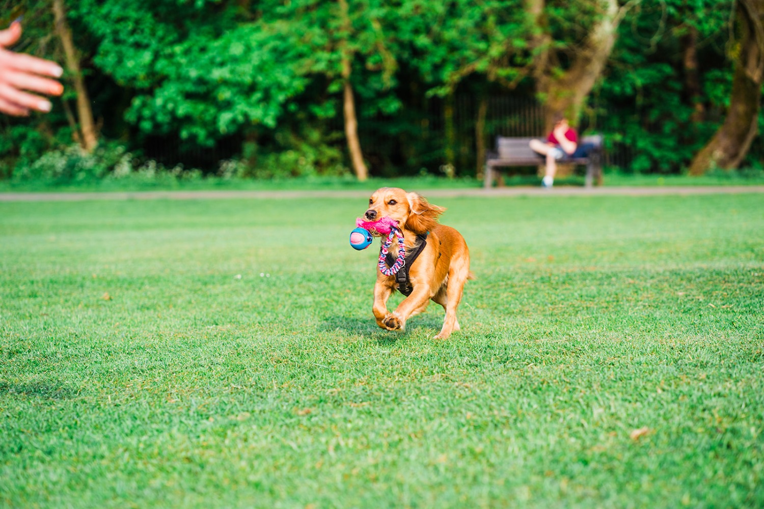 New research exposes widespread dog-training confusion among UK owners ...